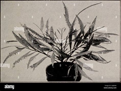 Elementary Botany Fthe Juniper Arbor Vitae Cypress Cassiope