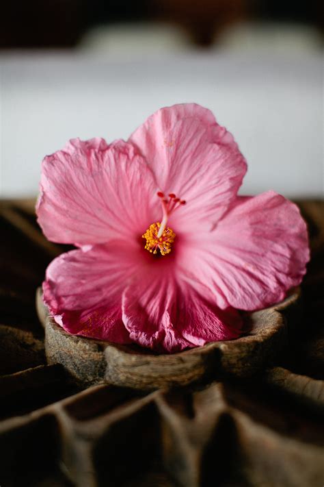 Hibiscus Wedding Flowers Elizabeth Anne Designs The Wedding Blog