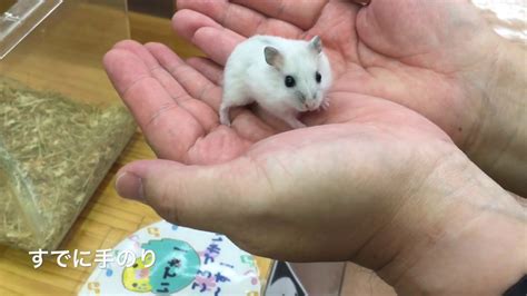 パールホワイトジャンガリアンハムスターの赤ちゃんを飼い始めました´ ` Youtube