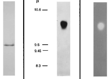 Characterization Of Purified Pectate Lyase By Sds Page And Ief A Download Scientific Diagram