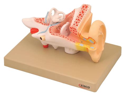 Giant Human Ear Model Geyer Instructional Products