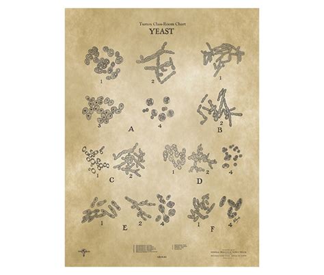 Yeast Scientific Poster Chart Vintage Print 1941 Classroom Biology