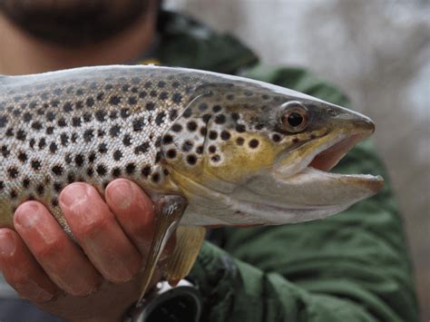 Fly Fishing Tips Nymphing How To Tie A Pogo Leader — Asheville Fly