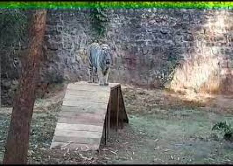 Gwalior Zoo Travel Guide About Gwalior Zoo Tourism 2024 Tripclap