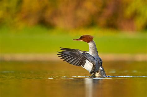 Photographing The Goosander A Very Special Duck