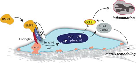 integration of bmp and hippo signaling in endothelial cells we