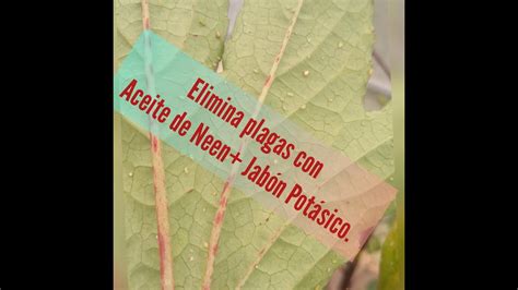 Comprar Jabón Potásico Aceite De Neem Opiniones y Precio 2024