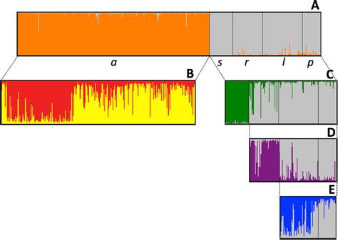 Hierarchical Population Assignments Generated By Structure Using The