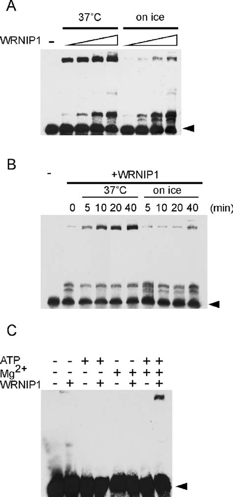 requirements for binding of wrnip1 to dna a dose response various