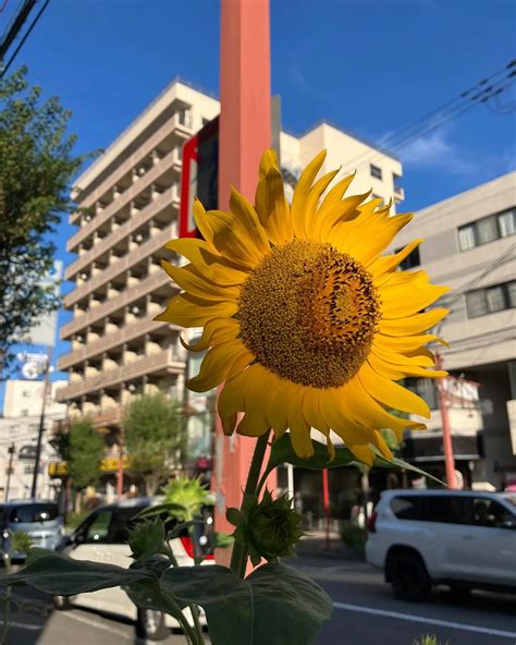 ひまわり🌻 ブログ 仏壇の修理なら大阪の国産仏壇専門店 翠光堂