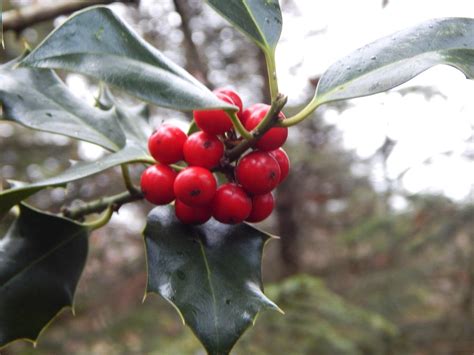 Europäische Stechpalme (Ilex aquifolium) | Europäische Stech… | Flickr