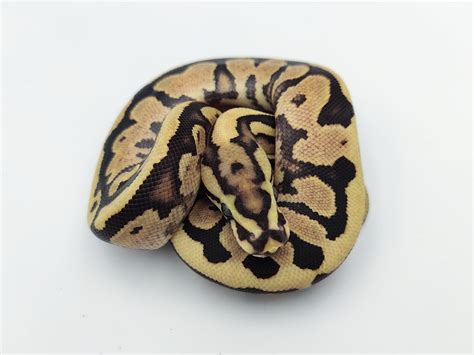 Morph List World Of Ball Pythons