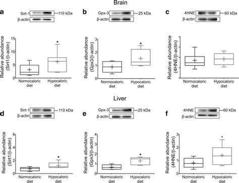 Hypocaloric Diet Increases Protein Abundance Of Sirtuin 1 And