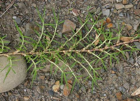 Agpest Kikuyu Grass
