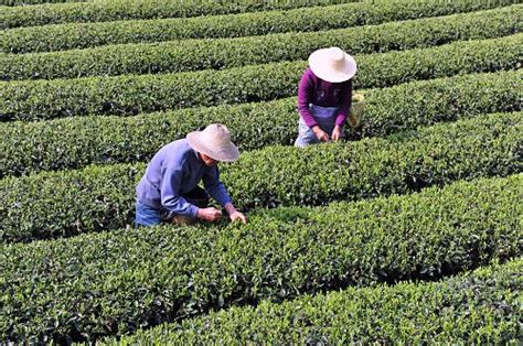 三峡库区茶农忙采明前茶