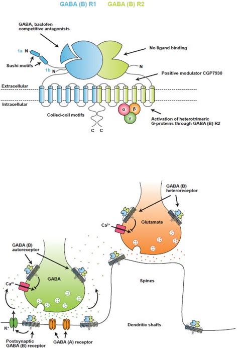 Gaba B Receptors An Example Of Subtle Modulations In A Neurotransmitter System Alomone Labs