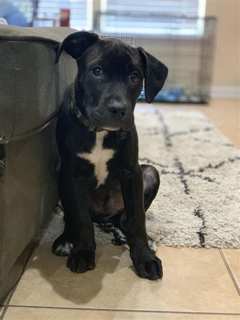 Boxer Lab Pit Mix