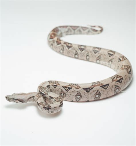 Common Boa Appleton Exotics