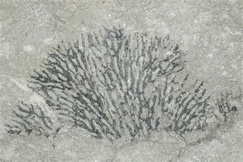 4 1 Silurian Graptolite Fossil Plate New York 270010 For Sale