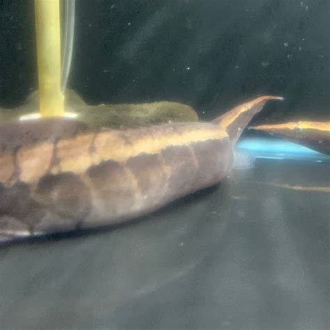 Borneo Python Eel For Sale Exotic Fish Shop 774 400 4598