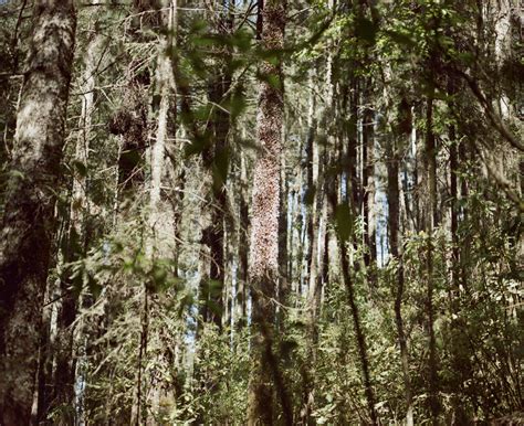 The Monarch Of Mexico Eco Nnect