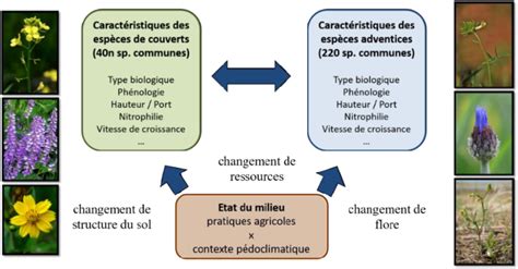 Interaction entre flore adventice couverts végétaux d interculture et Download Scientific