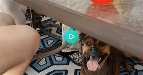 Remote Control Pupper  On Imgur