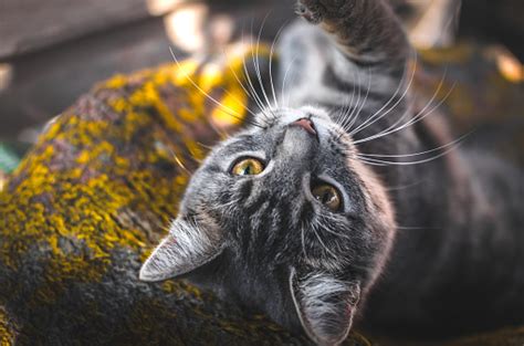가을 빛에 회색 새끼 고양이의 아늑하고 아름다운 사진 큰 선명도와 전문 초상화 0명에 대한 스톡 사진 및 기타 이미지 0명 가을 가축 Istock