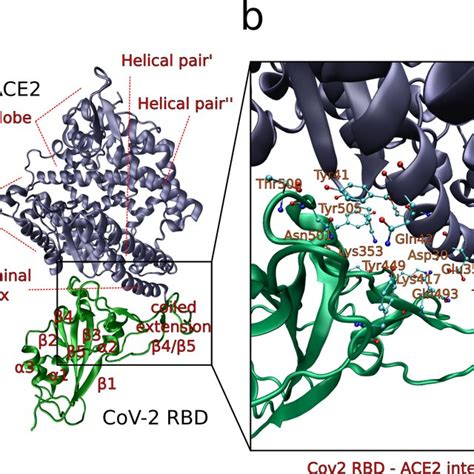Experimental Structure Of The Cov 2 Rbd Ace2 Complex Pdb 6m0j 17 Download Scientific