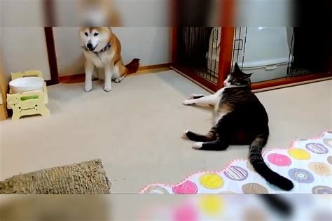 调皮的柴犬一直骚扰猫咪 被揍一顿老实多了 真逗柴犬猫咪
