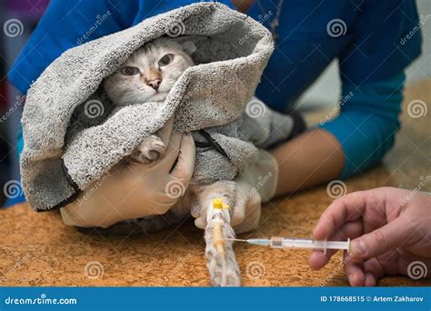 Veterinarian Makes An Injection To A Cat In The Catheter Stock Image