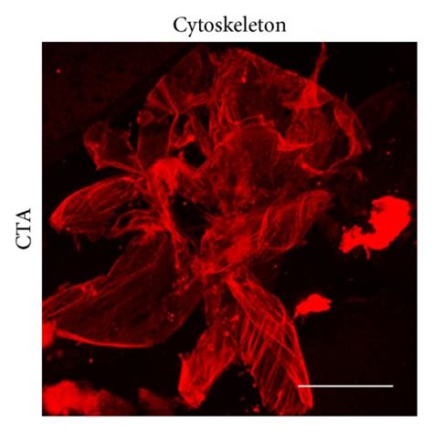 Osteoblasts Spreading Morphology In Different Groups After 24 Hour