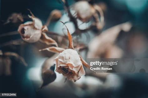 Doom Tree Photos And Premium High Res Pictures Getty Images