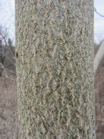 Central Pennsylvania Forestry Identifying Tree Of Heaven And Native Look Alikes