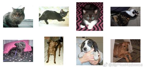 Fun Ai Image Classify Md At Master Calssion Fun Ai Github
