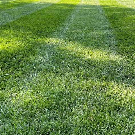 Organic Lawn Fertilizer 5 3 0 Bioboost With 2 Iron