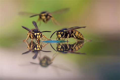 Stinging Daan De Vos As Art Print Or Hand Painted Oil