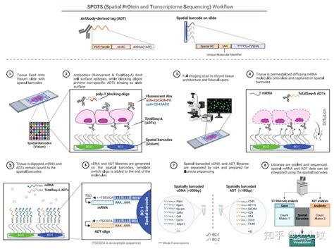 Nat Biotechnol Spots：一种允许在完整组织中大规模同时测量蛋白质标记物和全转录组的新方法 知乎