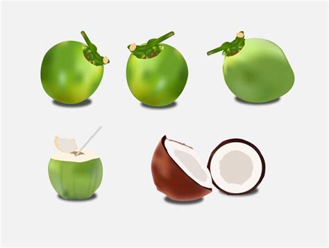 Ilustración de coco vectorial libre Vector Premium