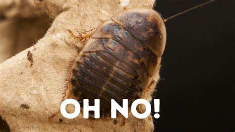 Is My Dubia Cockroach Giving Birth Youtube
