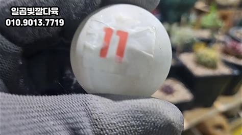 일곱빛깔다육 실방입니다~ Youtube