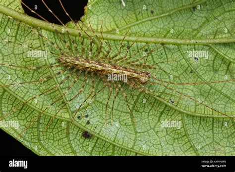 Centipede Scutigera Sp Kerinci Seblat National Park Indonesia Stock