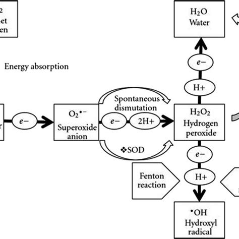Schematic Representation Of The Generation Of Reactive Oxygen Species