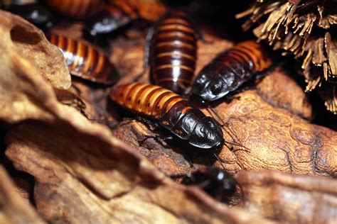 What Is The Largest Cockroach Scientific Name And Other Giant Roaches