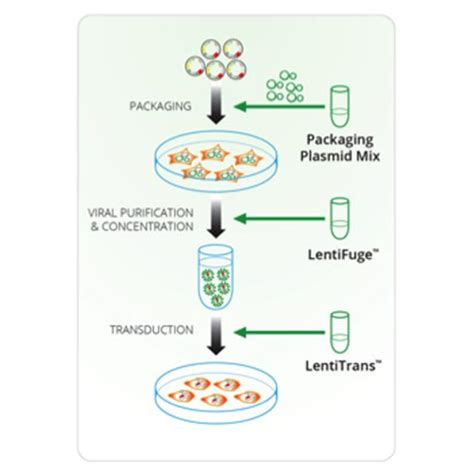 Lentiviral Packaging And Transduction Cellecta