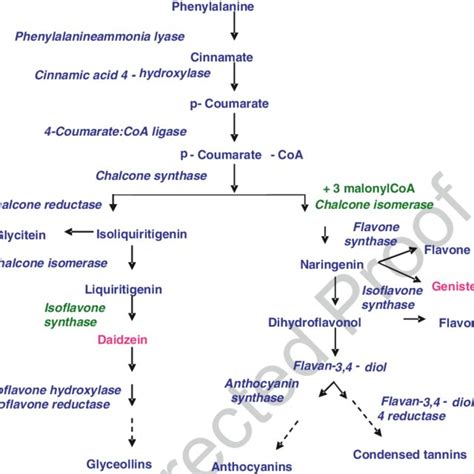 2 Biosynthetic Route Of Isoflavones Production Download Scientific Diagram