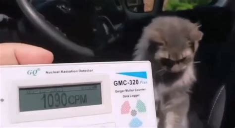 Cats Are Radioactive And Will Kill You Cats Are Radioactive And Will