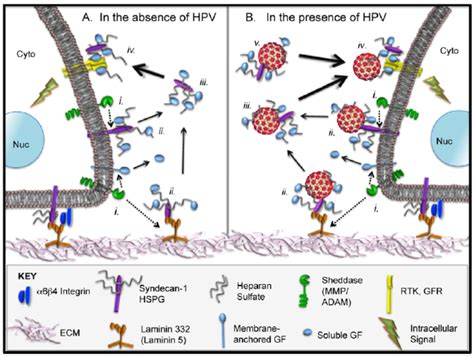 Normal Hspg Biology And Proposed Model For Extracellular Interactions