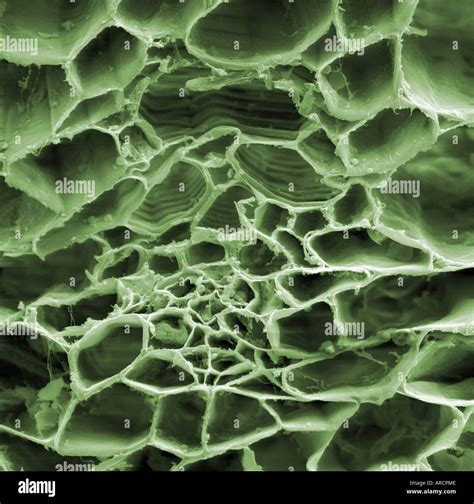Scanning Electron Microscope Of Magnification At Steve Michelle Blog