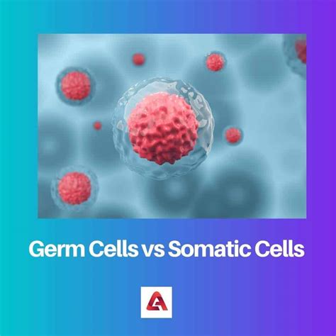 Germ Cells Vs Somatic Cells Difference And Comparison
